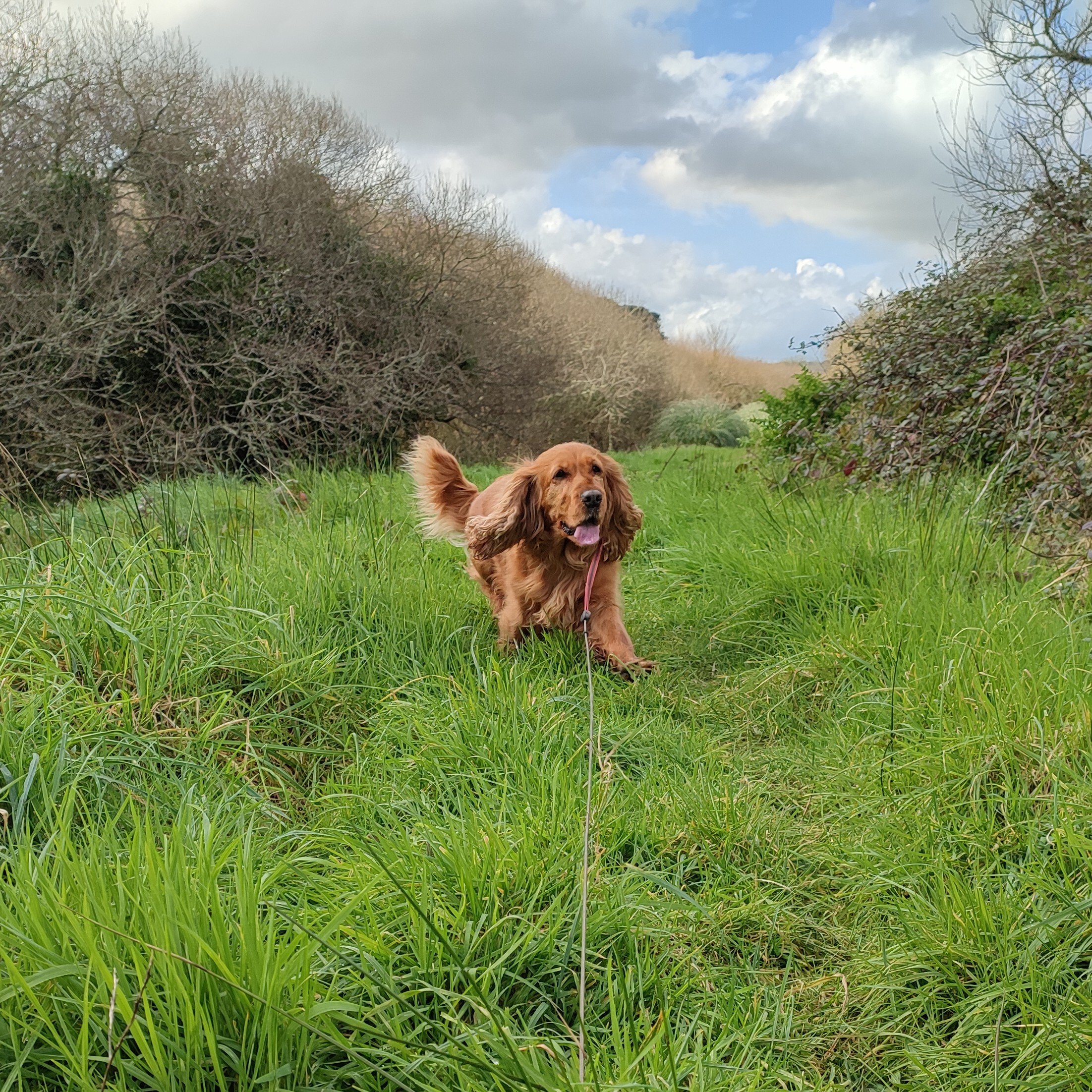 KENNELS AND CATTERY CORNWALL — TRUTHWALL MILL KENNELS AND CATTERY CORNWALL