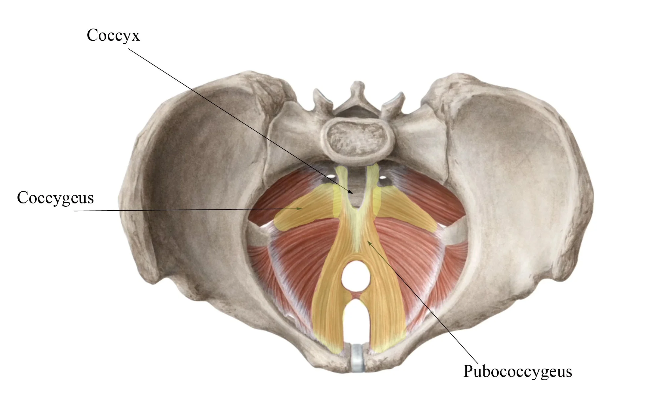 Tailbone Pain? Understanding Coccydynia and How to Relieve It — Rhode ...