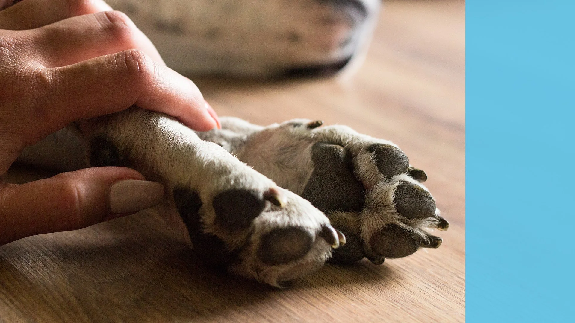 Pet Parent Grief Support Resources