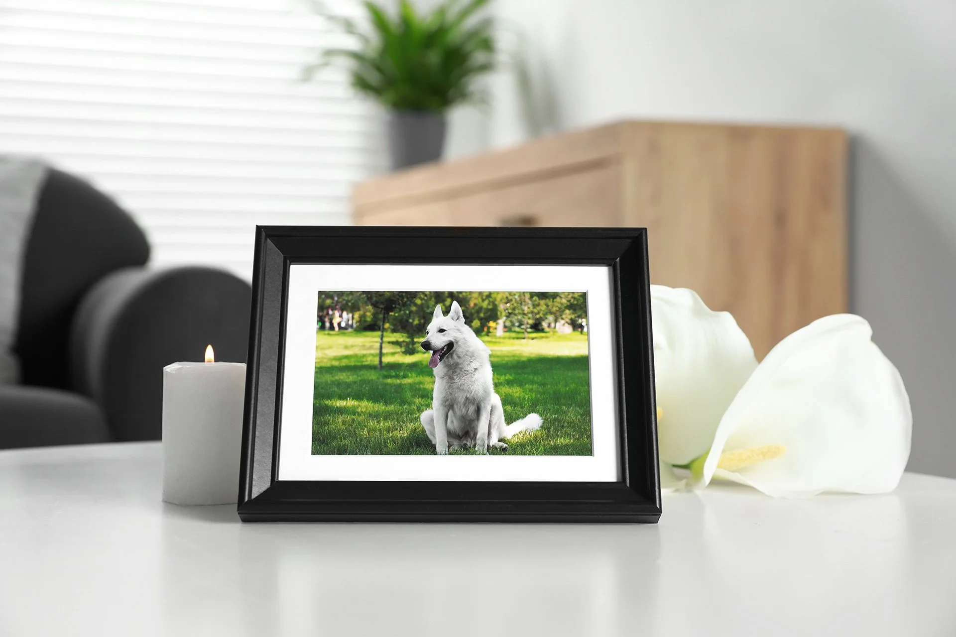 Understanding Grief After Loss of Pet — Pet Parent Grief Support Resources