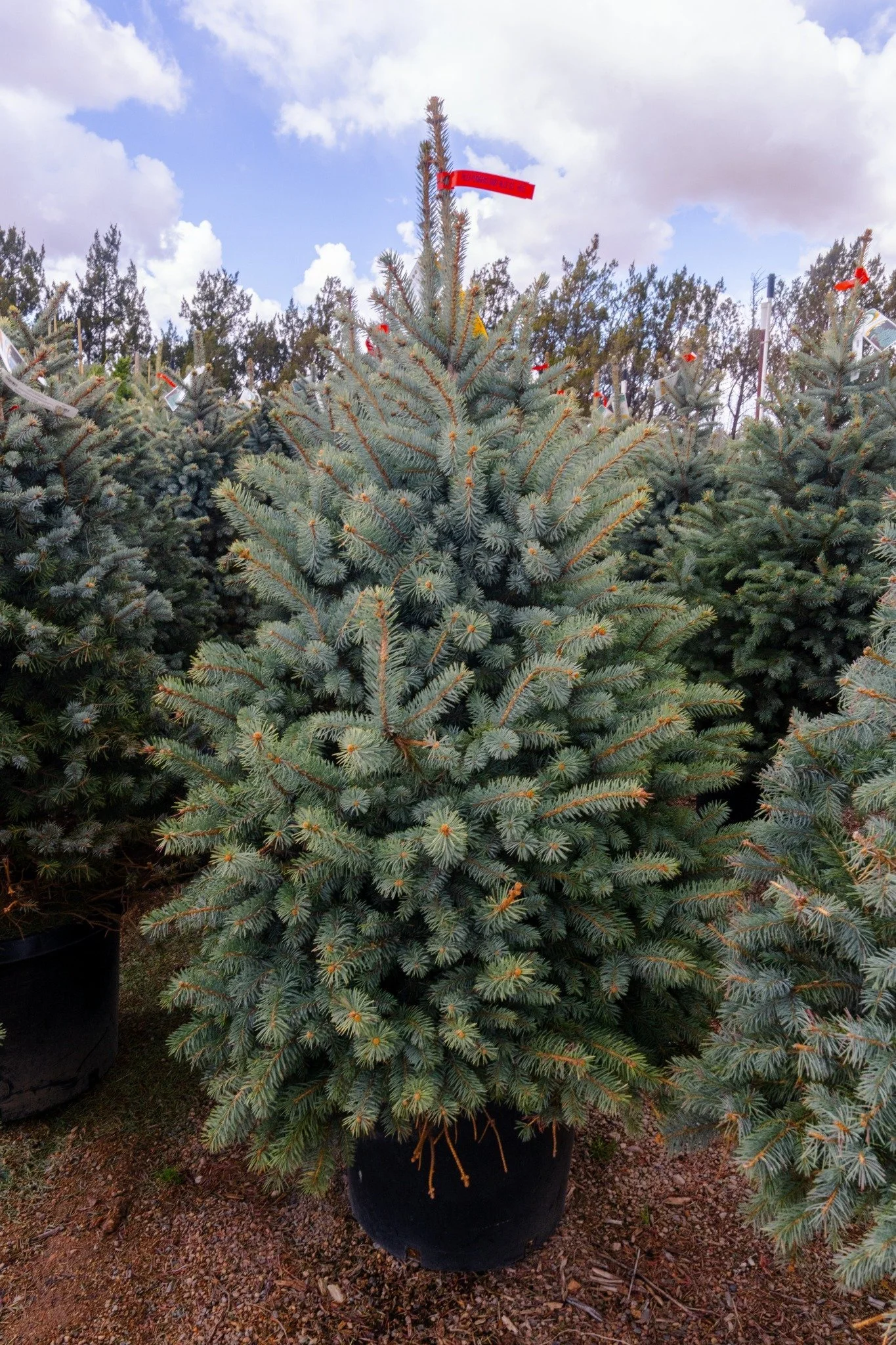 Availability List of Plants and Trees — Prescott Valley Growers ...
