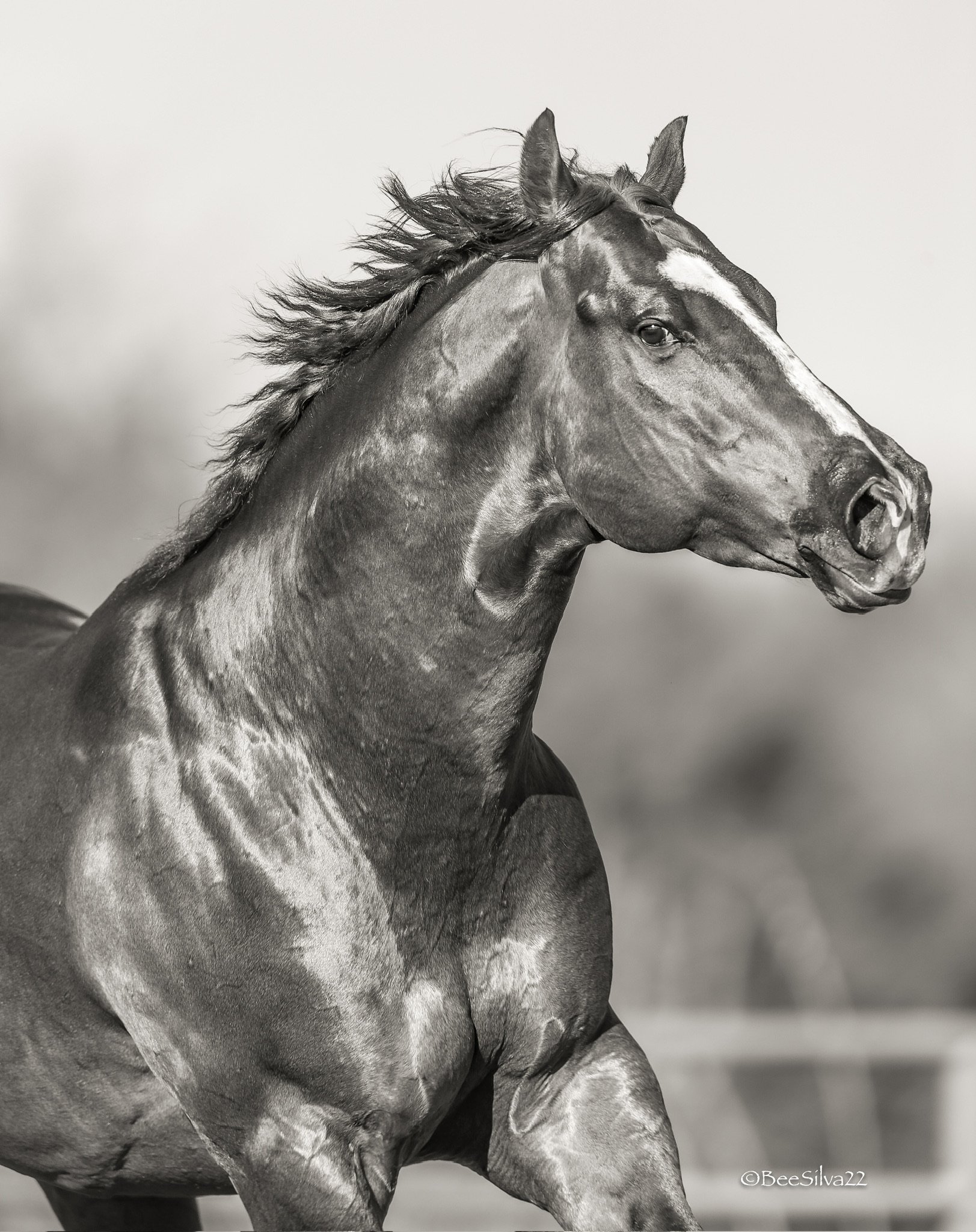 Milestone Equine