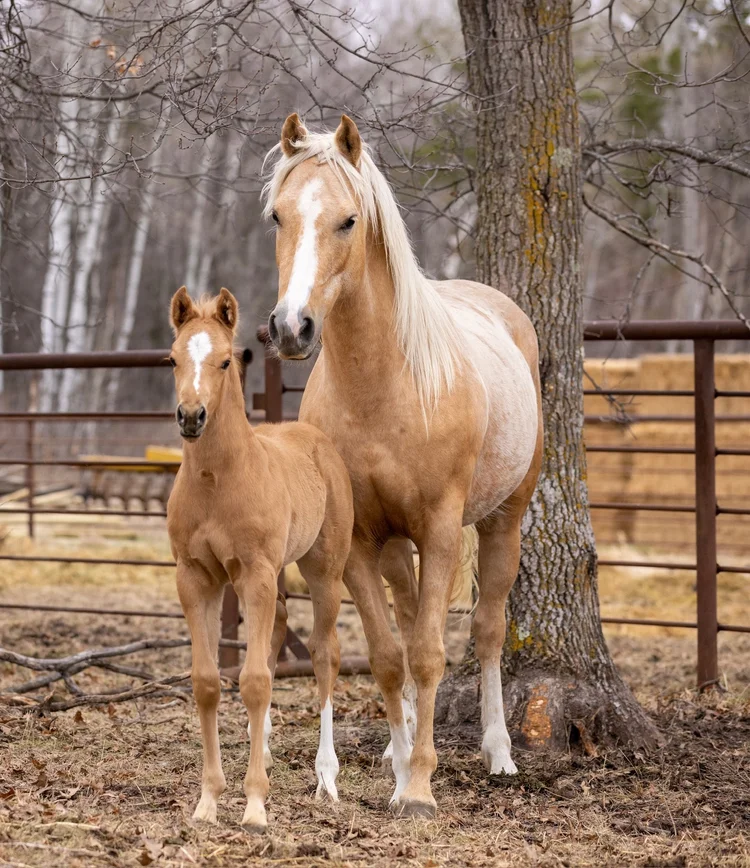 Milestone Equine