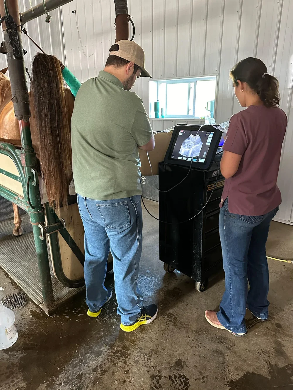 Milestone Veterinary Care — Milestone Equine