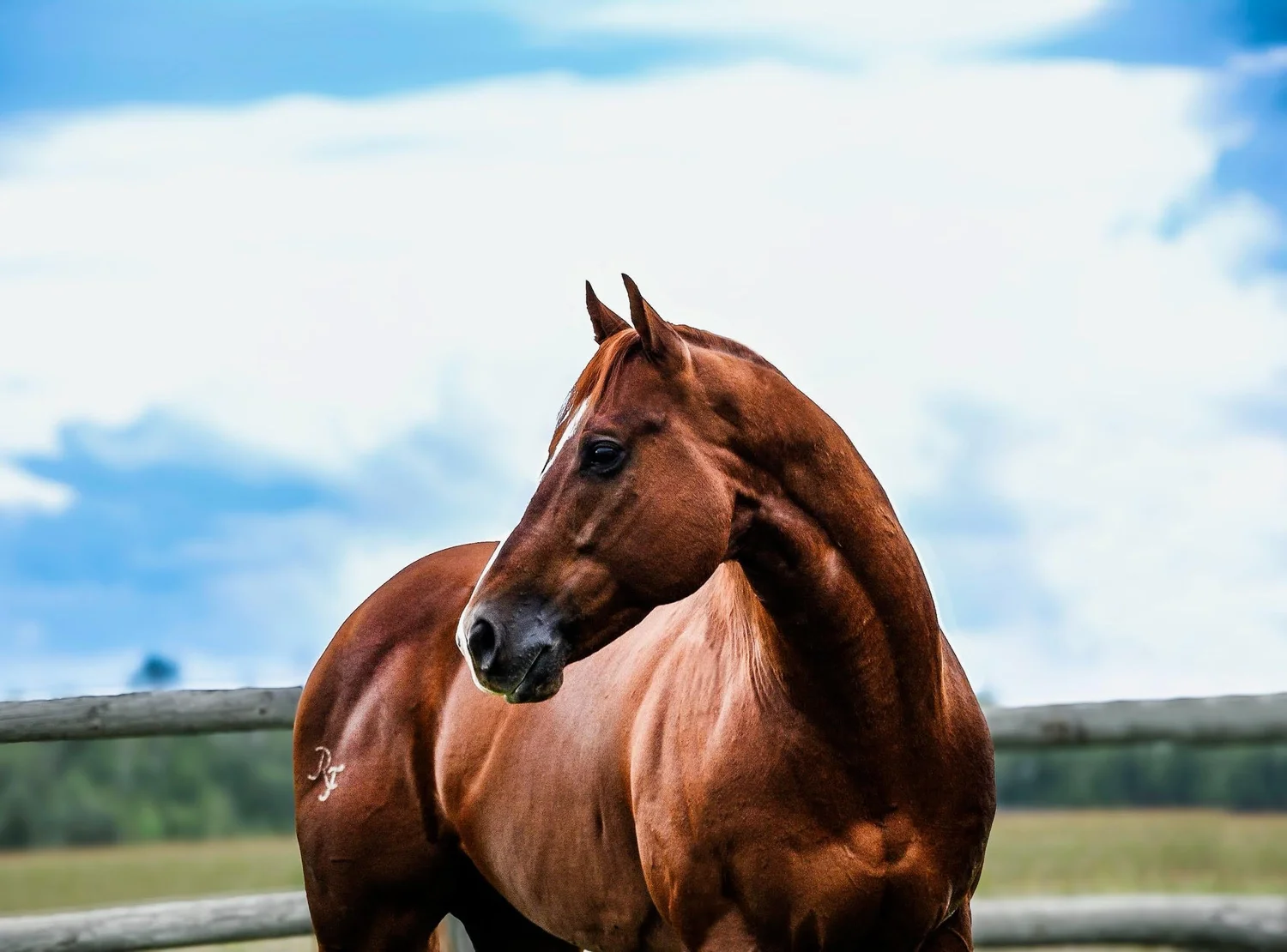 RF Back For The Cash — Milestone Equine
