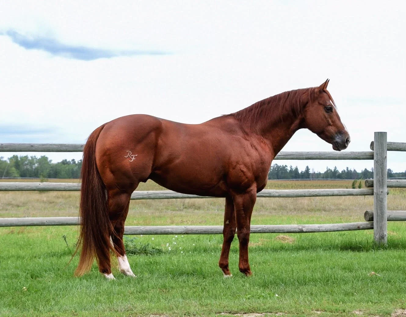 RF Back For The Cash — Milestone Equine