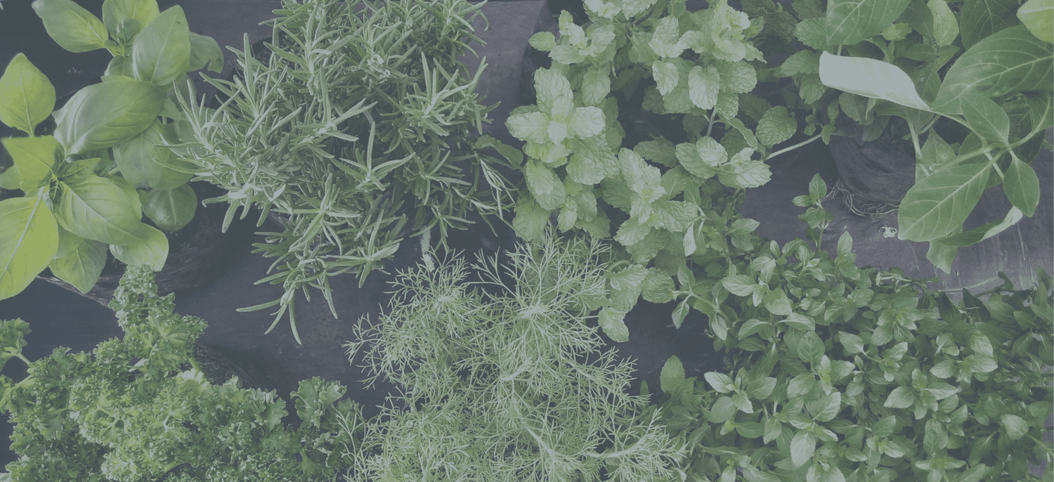 Store — Rooted Fork