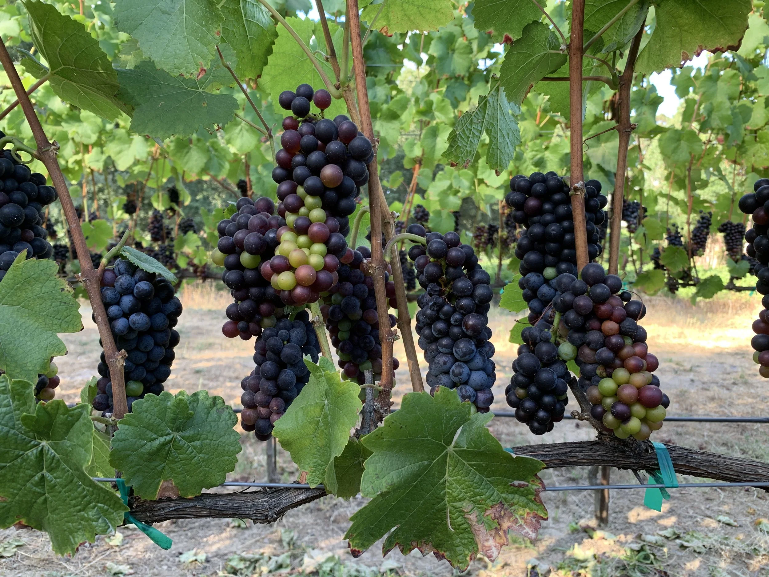 Desmond Estate Vineyards