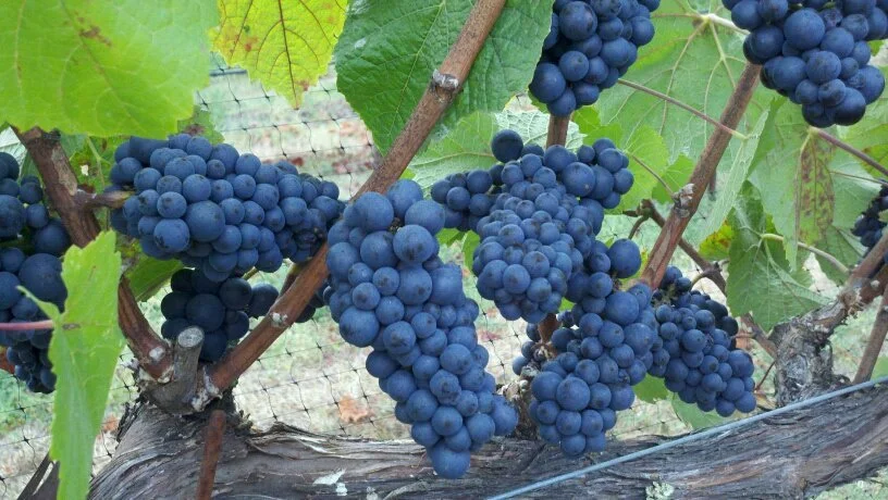 Desmond Estate Vineyards