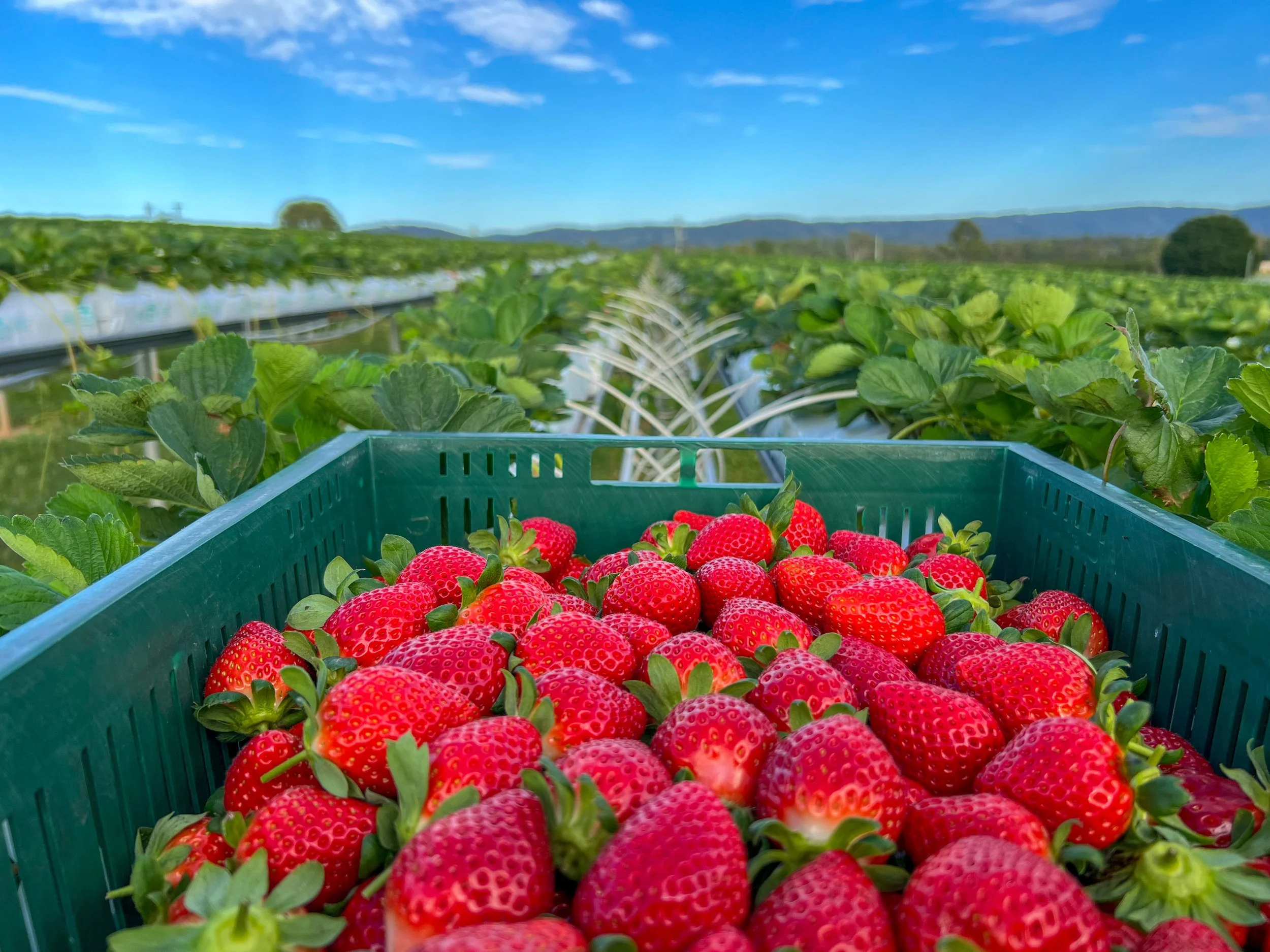 Our Berries — TasteNSee