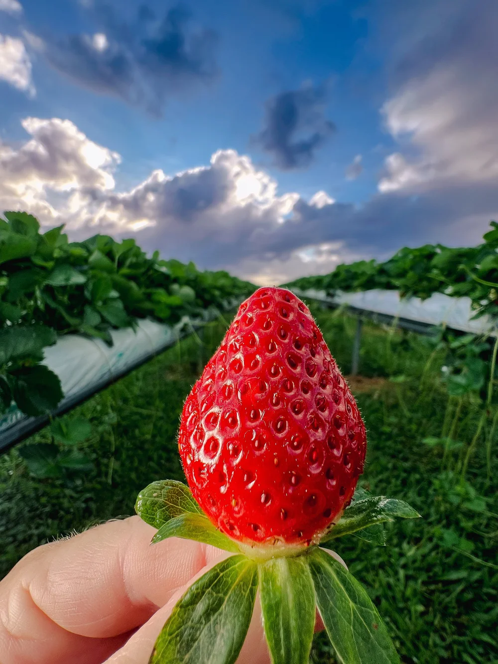 Our Berries — TasteNSee