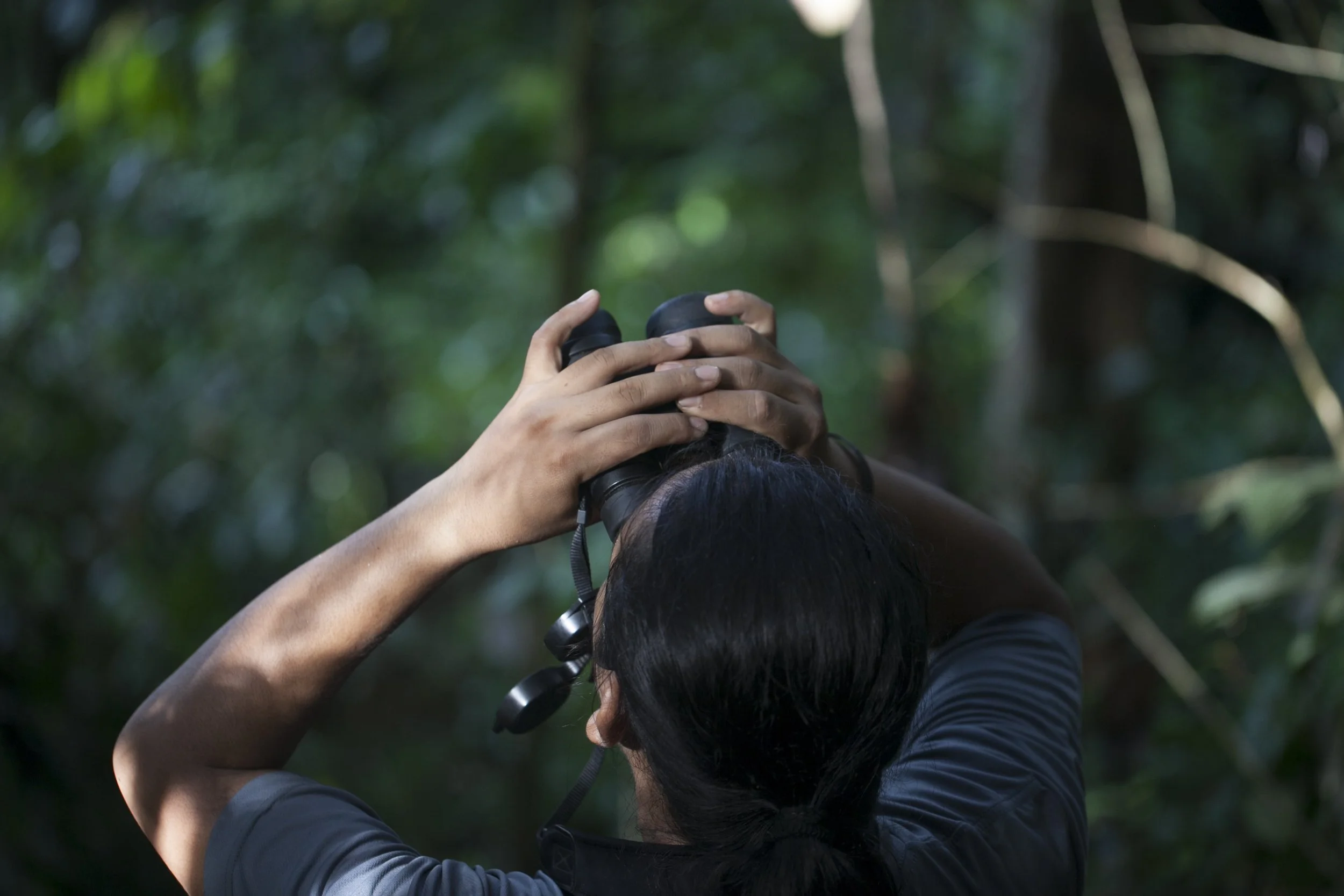 Monitoring Bornean species of conservation concern