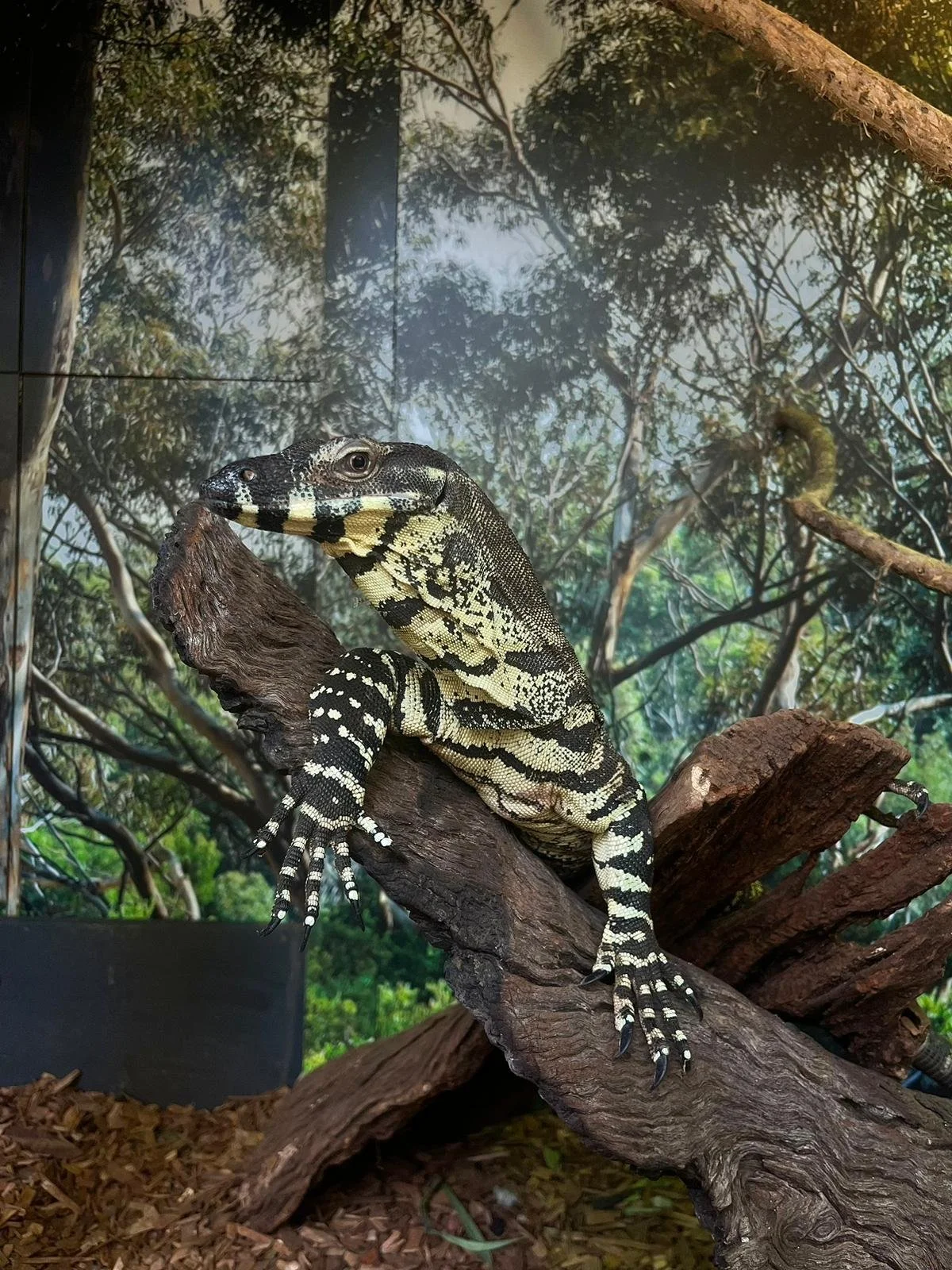 Lace Monitor Photo Opportunity — Byron Bay Wildlife Sanctuary