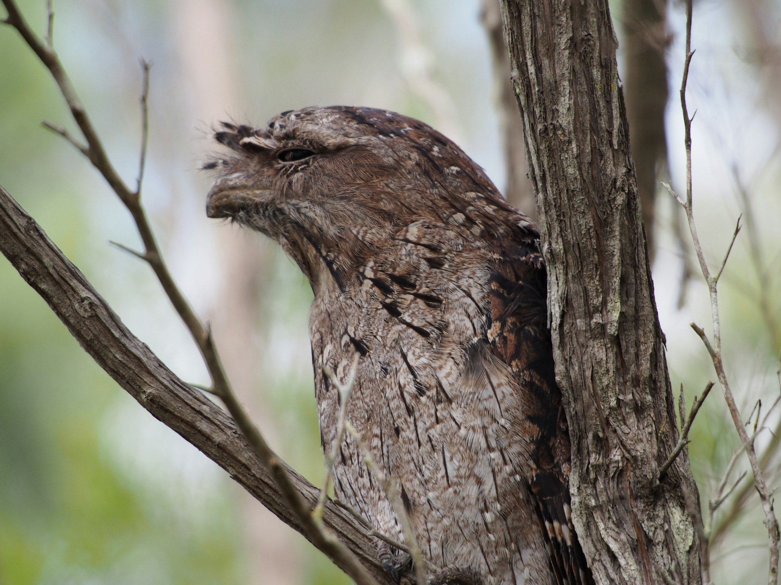Wildlife Experiences — Byron Bay Wildlife Sanctuary