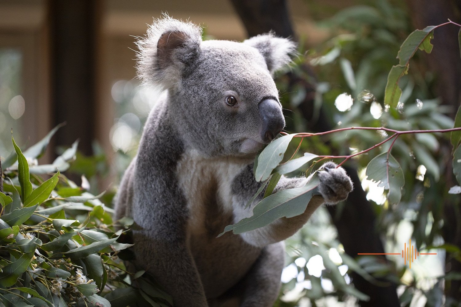 Visit — Byron Bay Wildlife Sanctuary