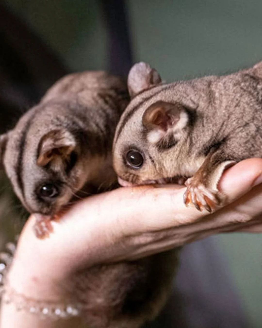 Wildlife Experiences — Byron Bay Wildlife Sanctuary