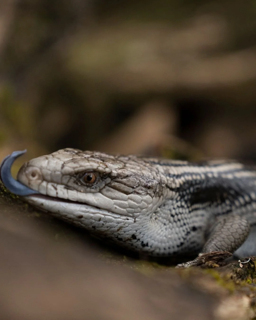 Reptile Experience — Byron Bay Wildlife Sanctuary