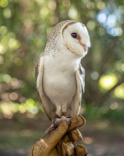 Owl Experience — Byron Bay Wildlife Sanctuary