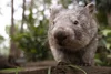 Visit — Byron Bay Wildlife Sanctuary