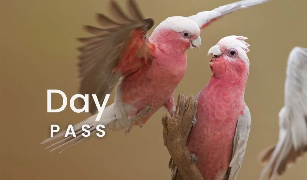 Visit — Byron Bay Wildlife Sanctuary