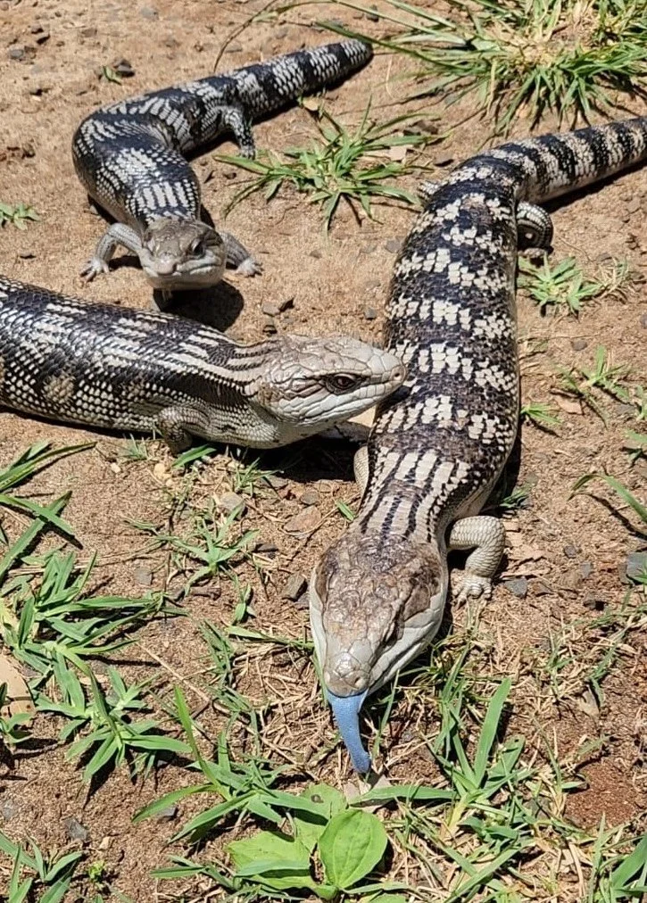 Store — Byron Bay Wildlife Sanctuary