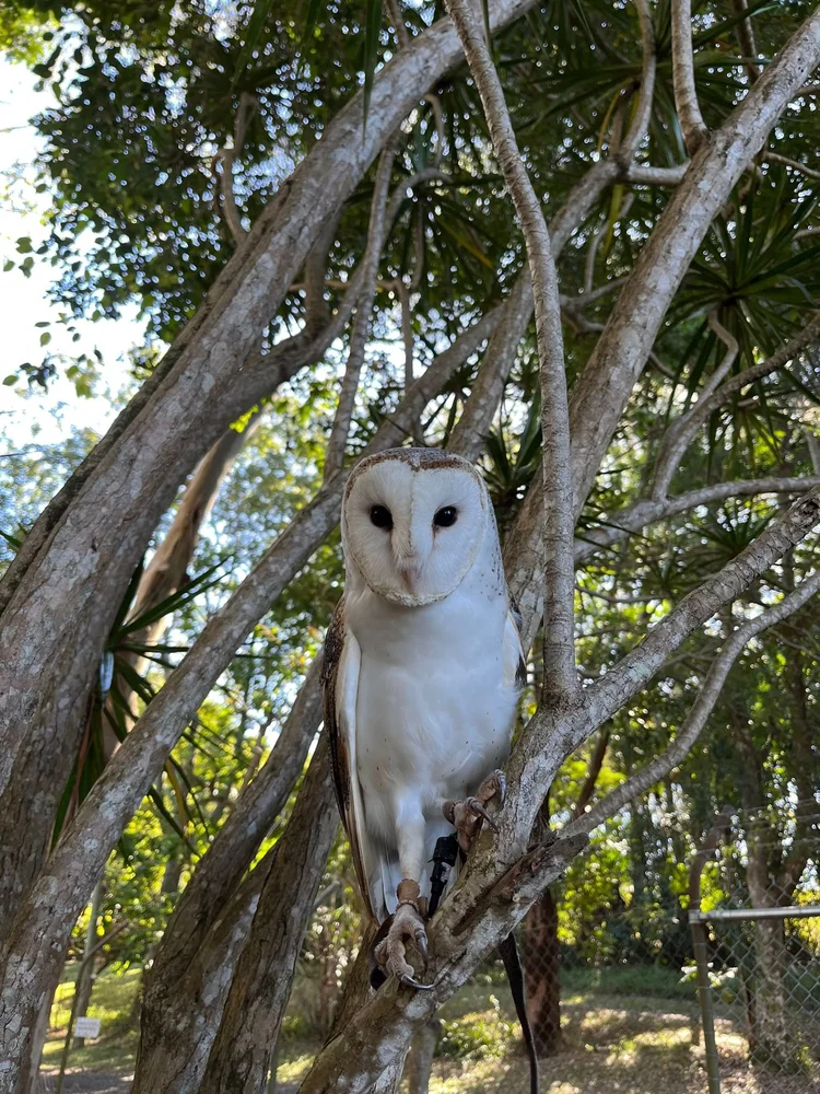 Owl Experience — Byron Bay Wildlife Sanctuary