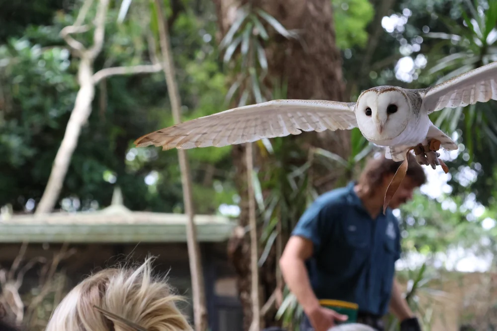 Owl Experience — Byron Bay Wildlife Sanctuary
