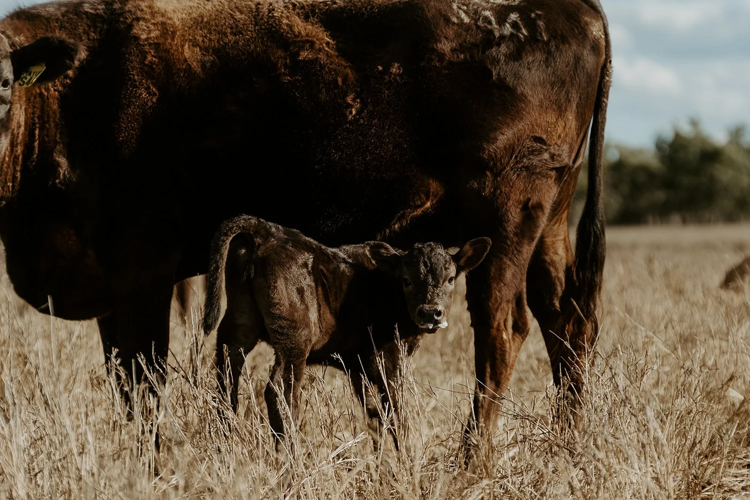 Spur Wagyu Australia | Wagyu Genetics For Future Breeding