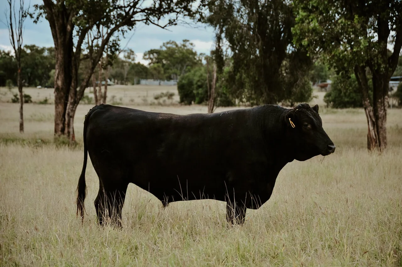Spur Wagyu Australia | OUR SPUR WAGYU ANIMALS