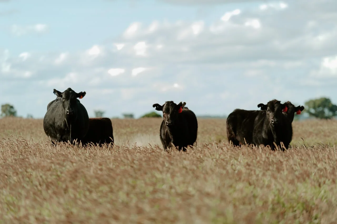 Spur Wagyu Australia | OUR SPUR WAGYU ANIMALS