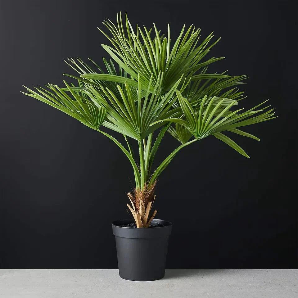 Artificial Spade Leaf Plant Rental for Weddings & Events in Los Angeles ...