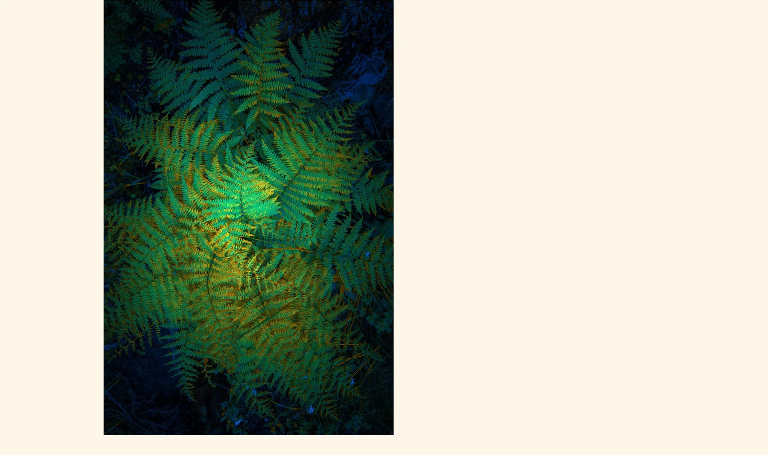 Colossal Feature — Michelle Blancke
