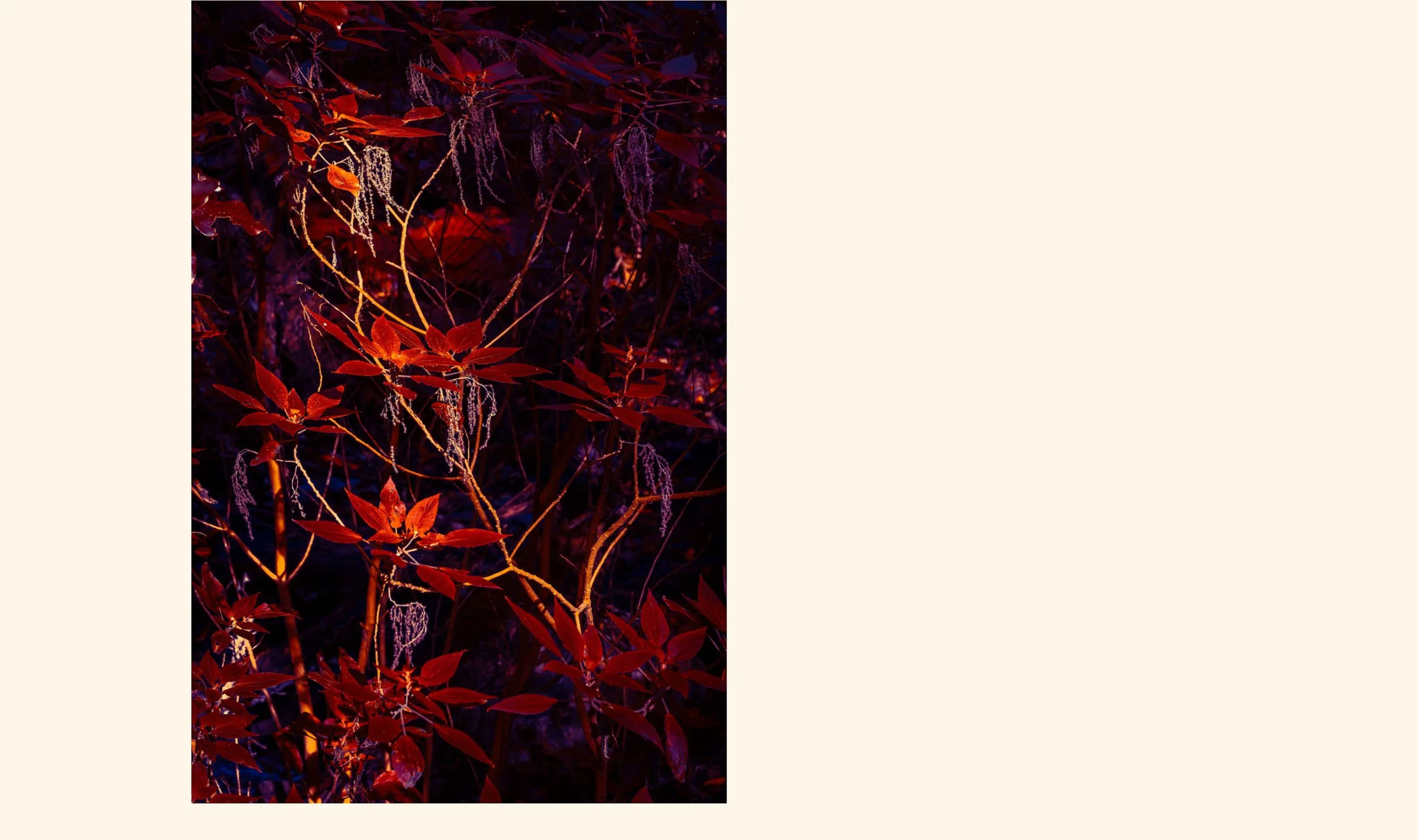Colossal Feature — Michelle Blancke