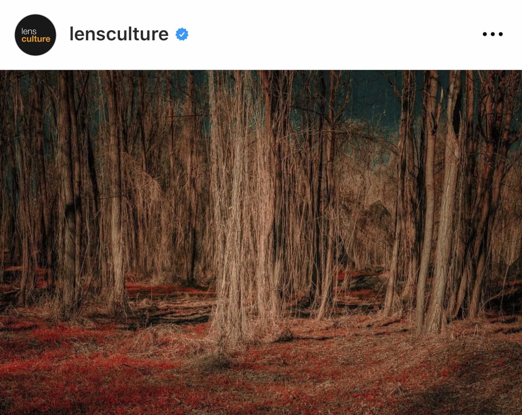 LensCulture Project Review — Michelle Blancke