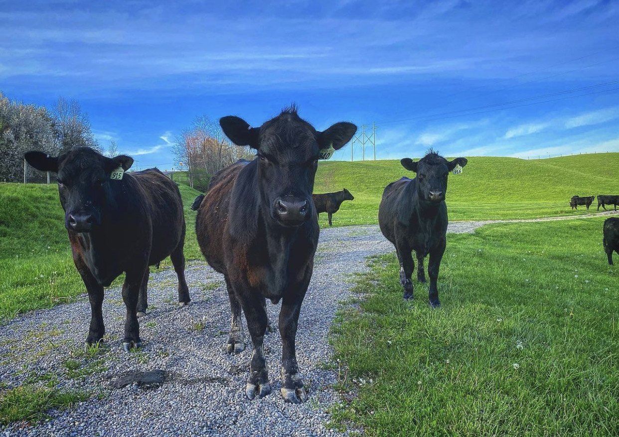 Waltons Way Angus Farm | Pasture-Based Angus Beef | Linwood, NY