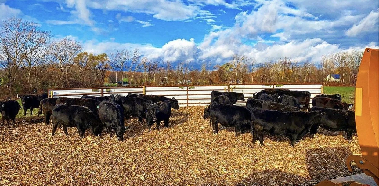 About | Linwood, NY — Waltons Way Angus Farm