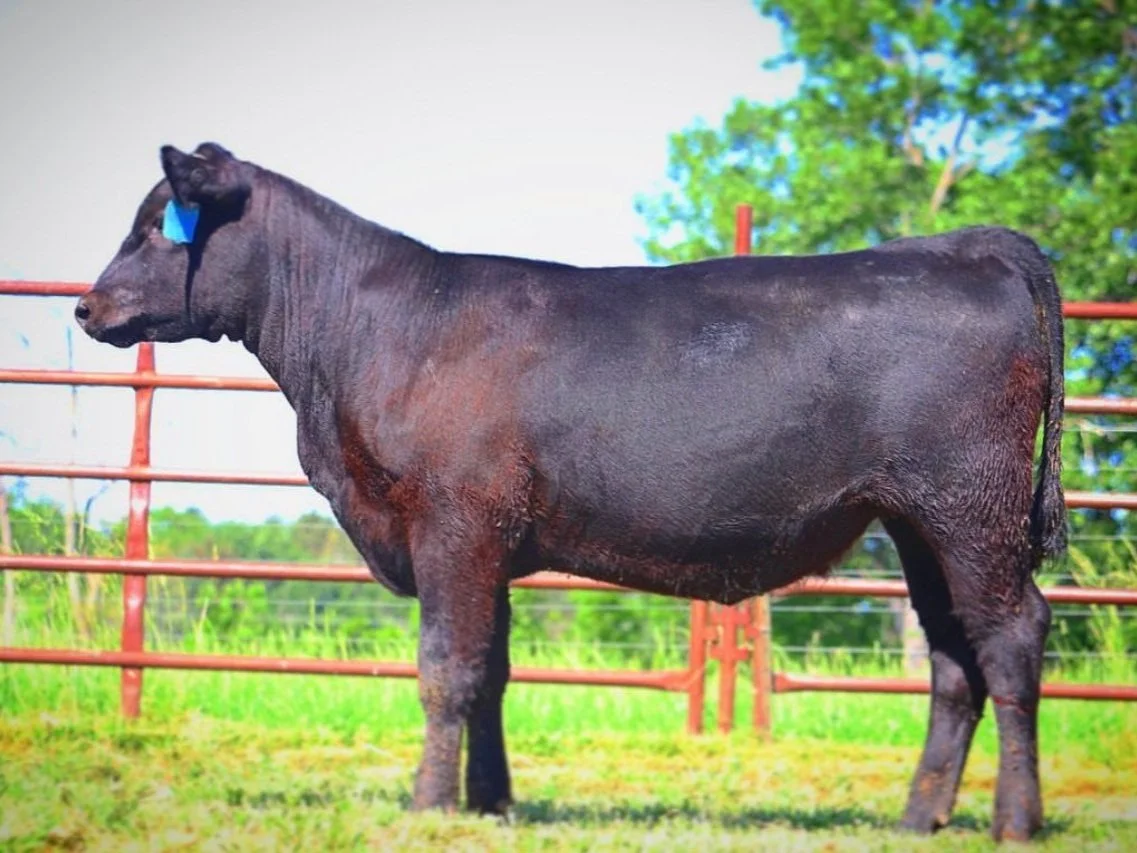 Products | Angus Beef | Milk & Cheese | Merch | Genetics | Linwood, NY ...