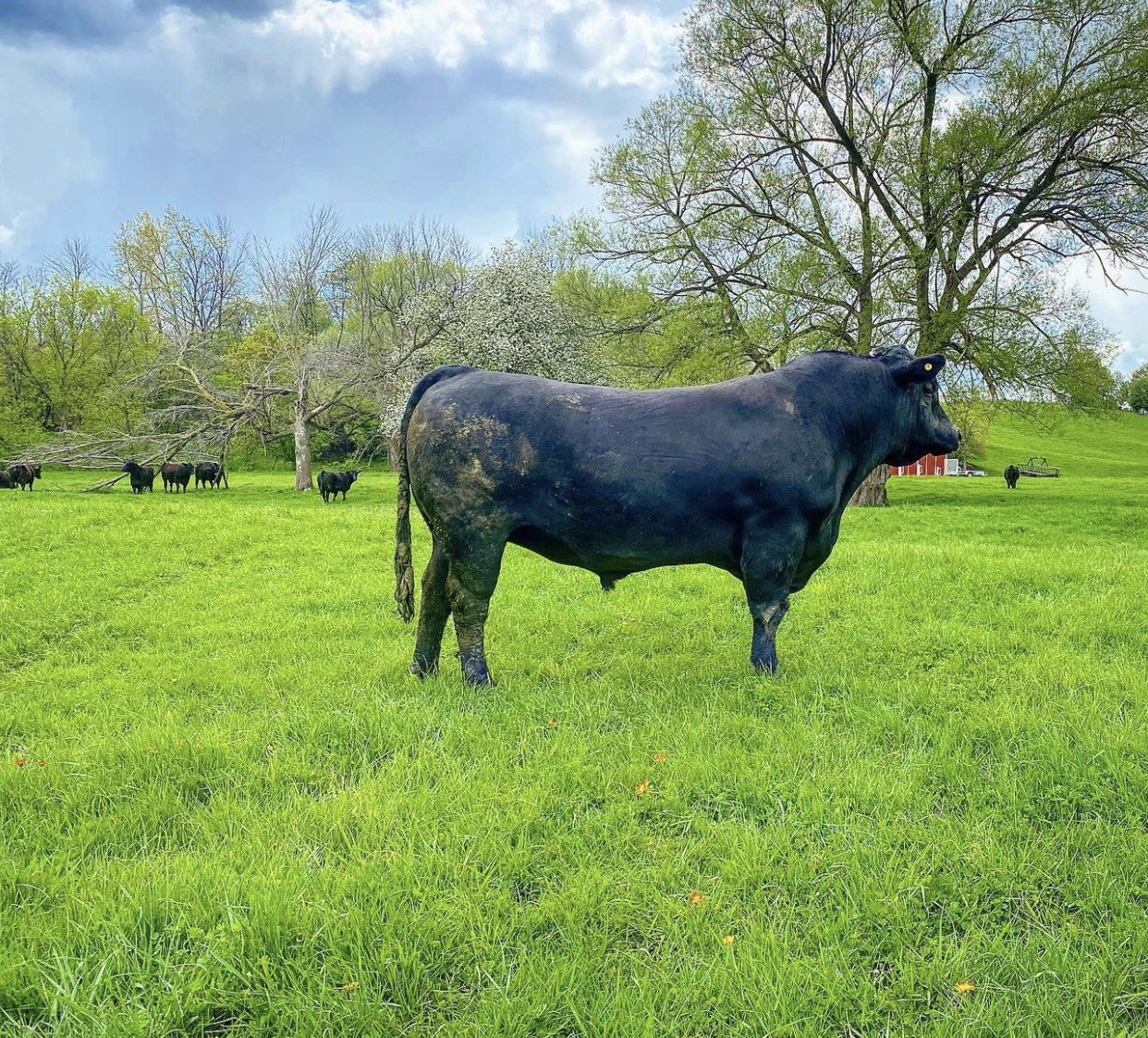 About | Linwood, NY — Waltons Way Angus Farm