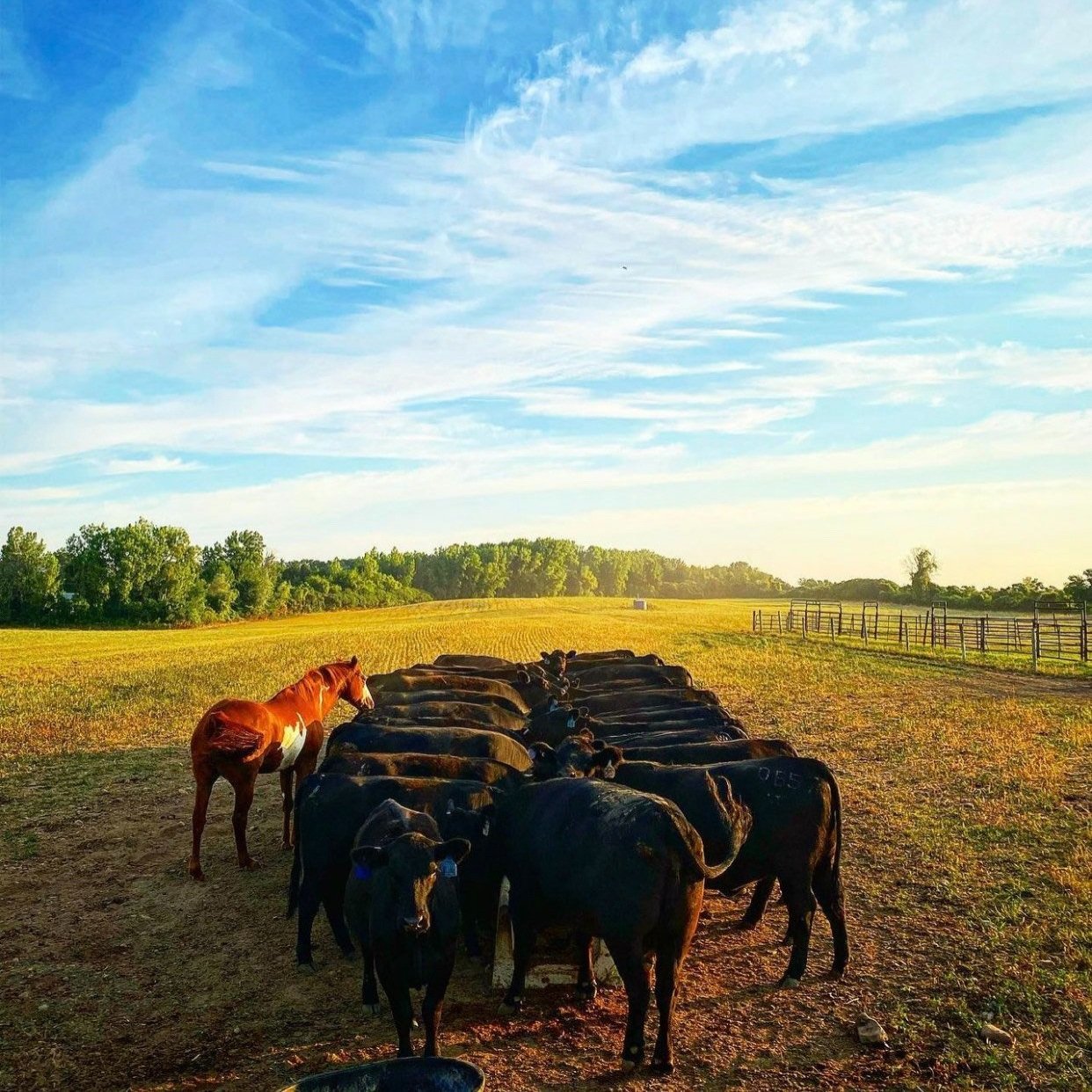 Waltons Way Angus Farm | Pasture-Based Angus Beef | Linwood, NY