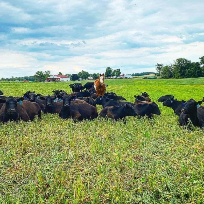 Waltons Way Angus Farm | Pasture-Based Angus Beef | Linwood, NY