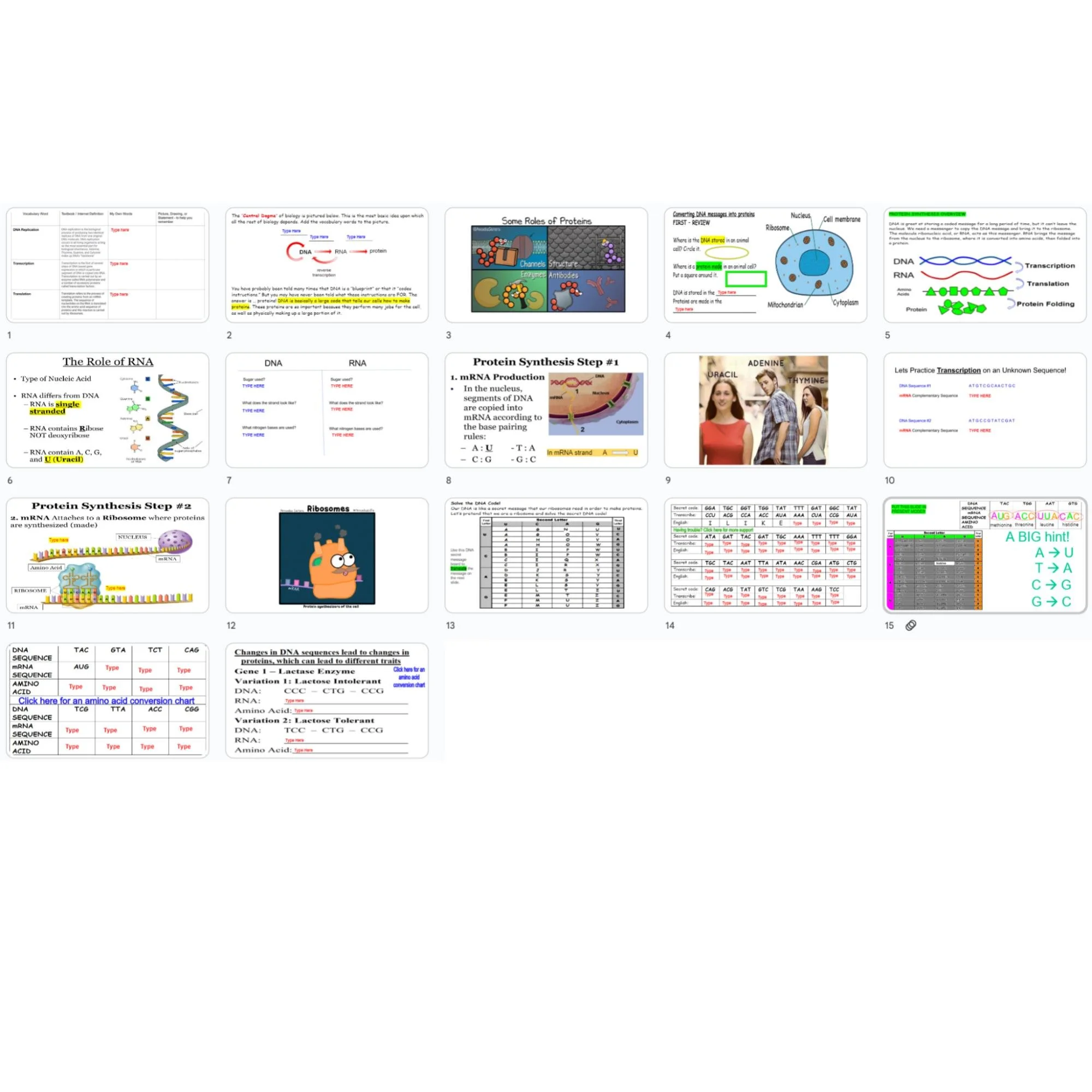 Introduction to Protein Synthesis — The Lesson Laboratory