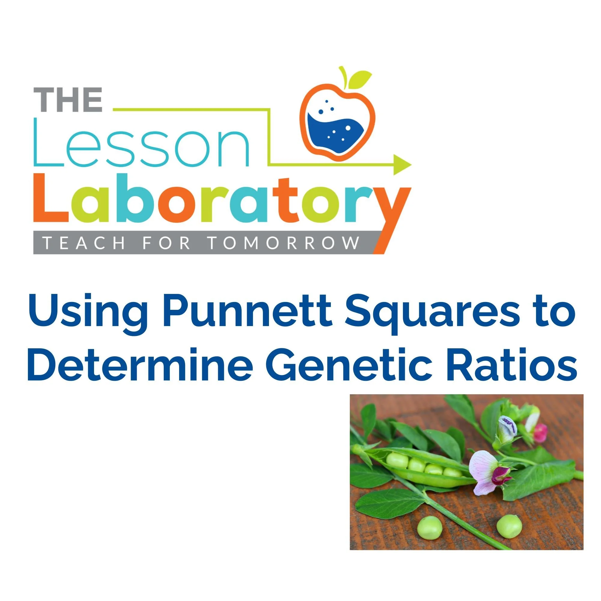 Using Punnett Squares to Determine Genetic Ratios — The Lesson Laboratory