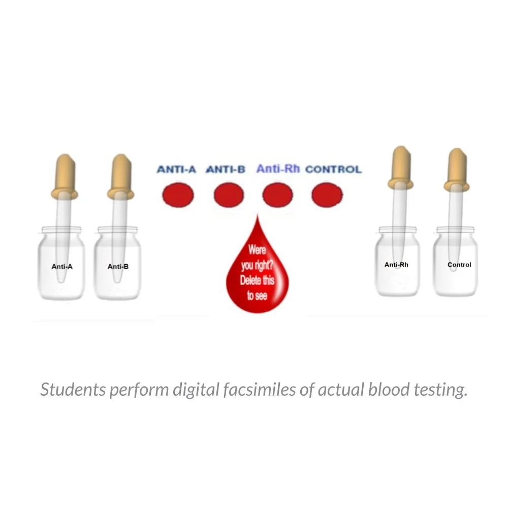 Blood Types & Blood Typing Activity | ABO & Rh Factor Interactive ...