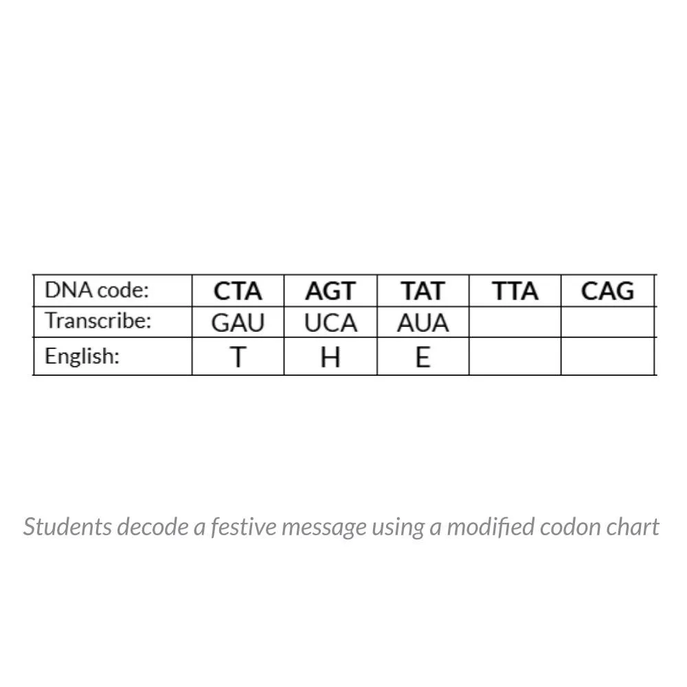 Winter Holiday Protein Synthesis Worksheet | Transcription ...