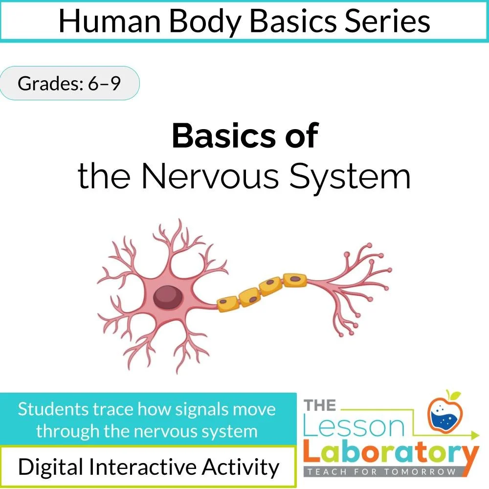 Basics of the Nervous System | Neurons, Reflex Arc, & Signal Pathways ...