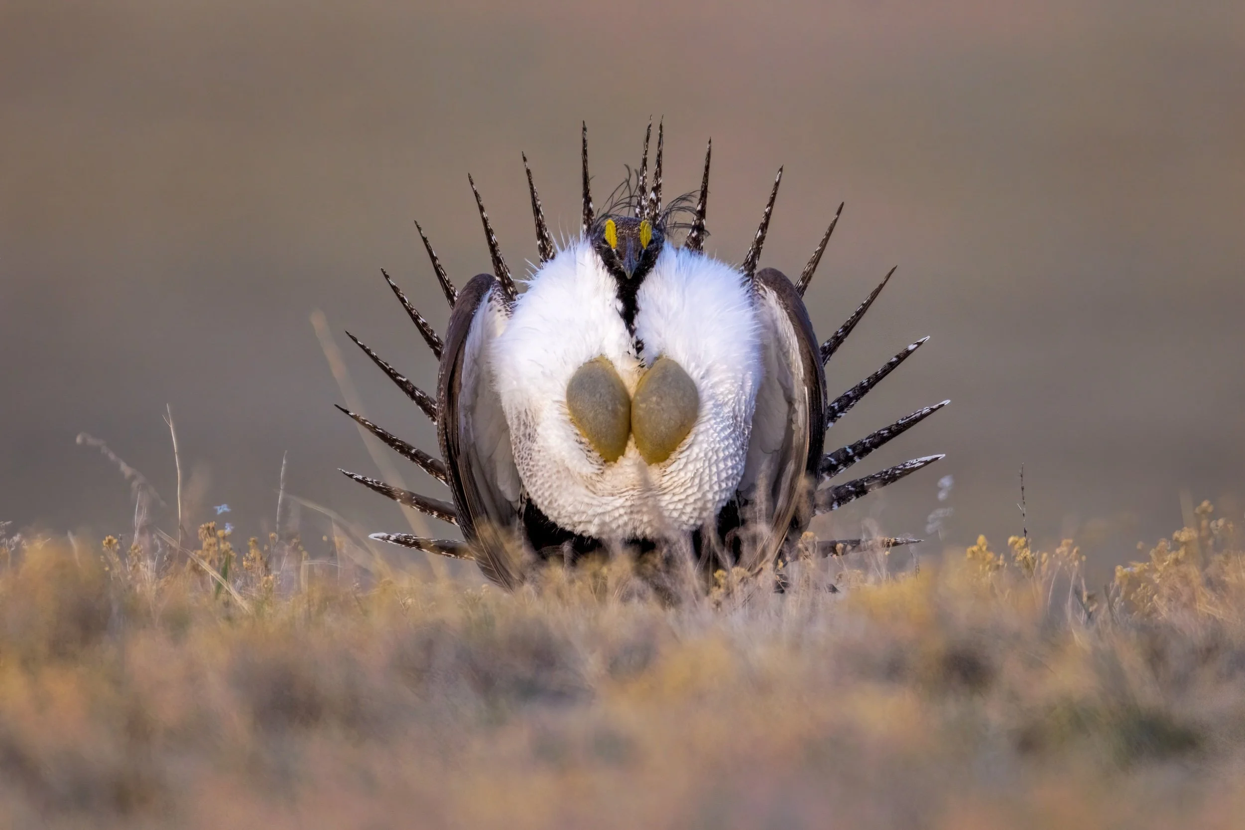 Guided Sage grouse chukar Hungarian hun Partridge hunting in Wyoming