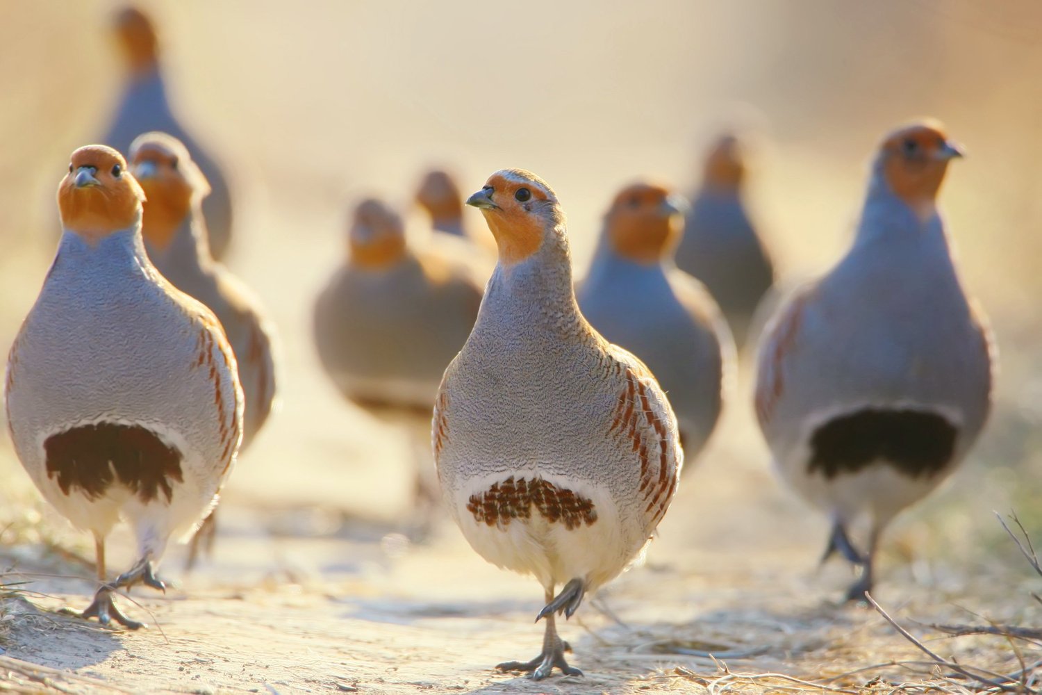 sage grouse chukar hungarian partrige hunting | SAGE GROUSE SAFARI ...