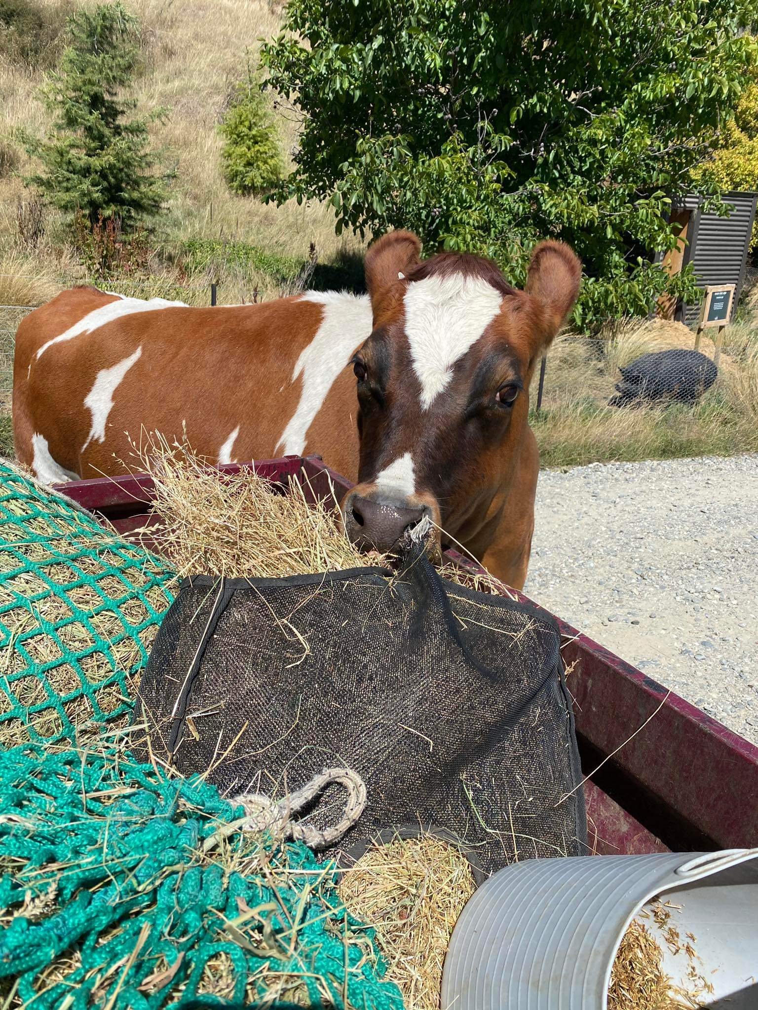 WHAT WE DO — kindfarm