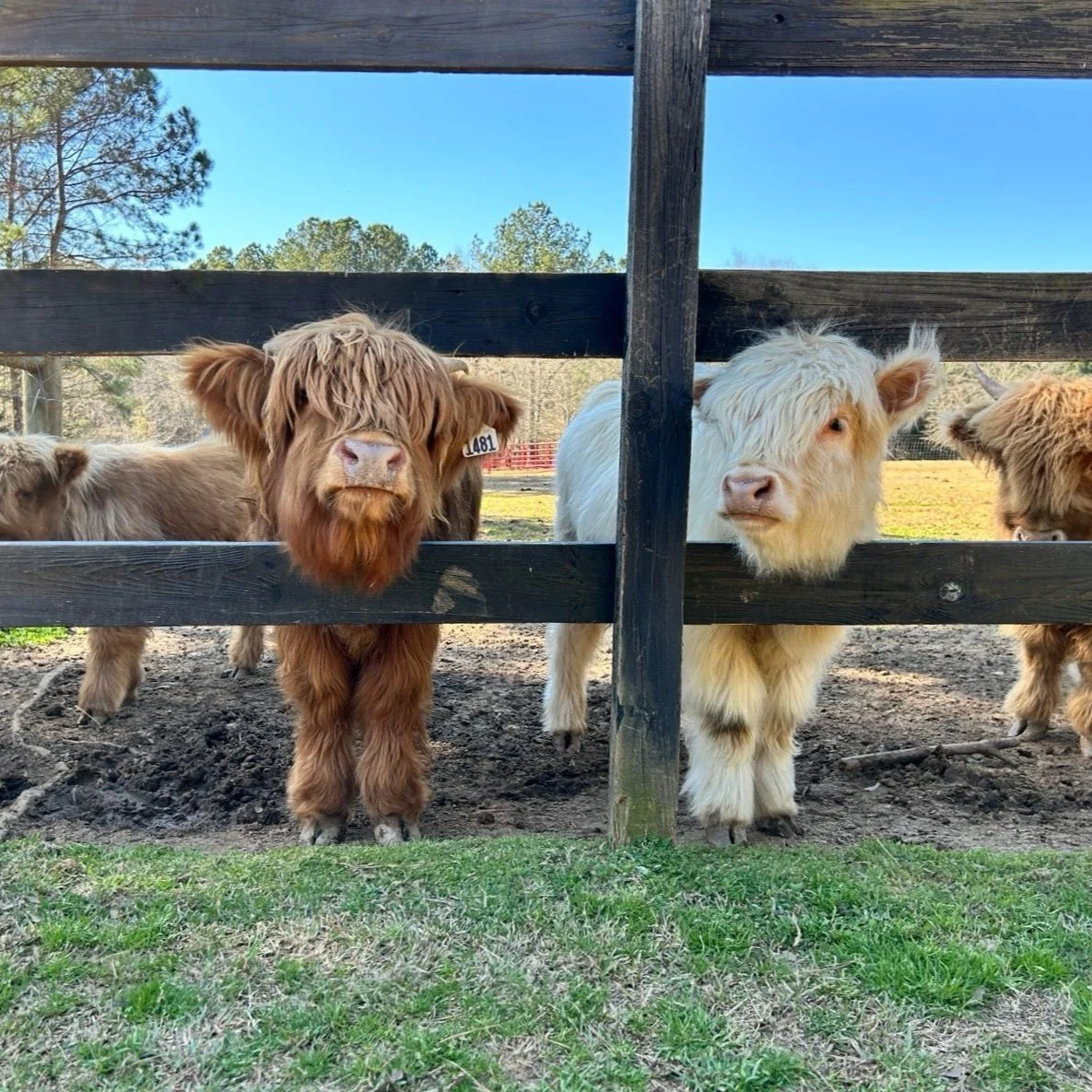 Farm Tours in Mcduffie | Explore McDuffie Farms Today! — Visit Thomson ...