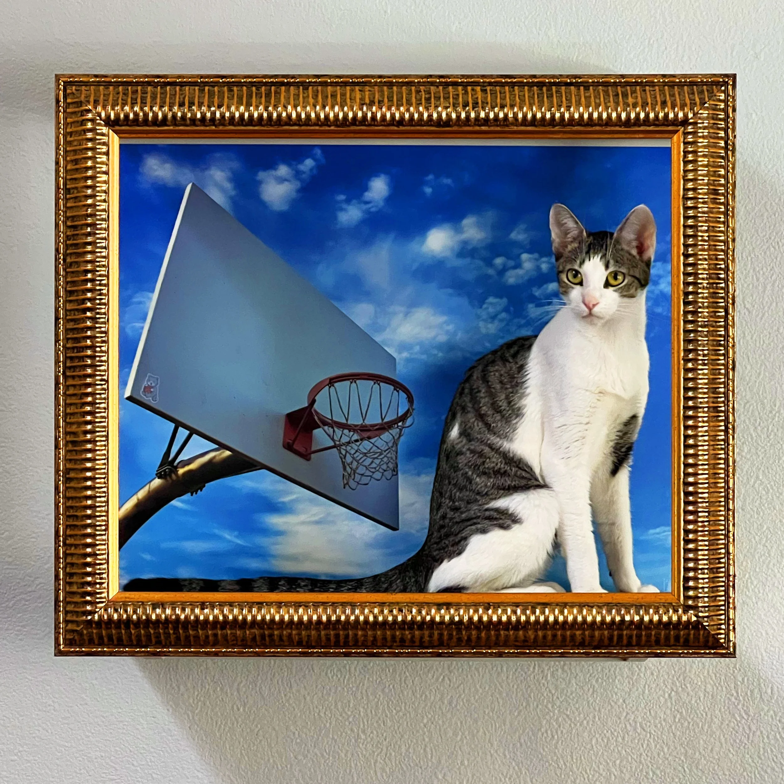 Feline Frame Gallery Sets | Create and Showcase Your Feline Art — Frame ...